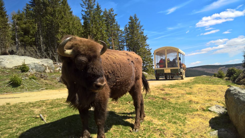 Parc National Des Lacs Bisons : Pourquoi certains lacs d’altitude ...